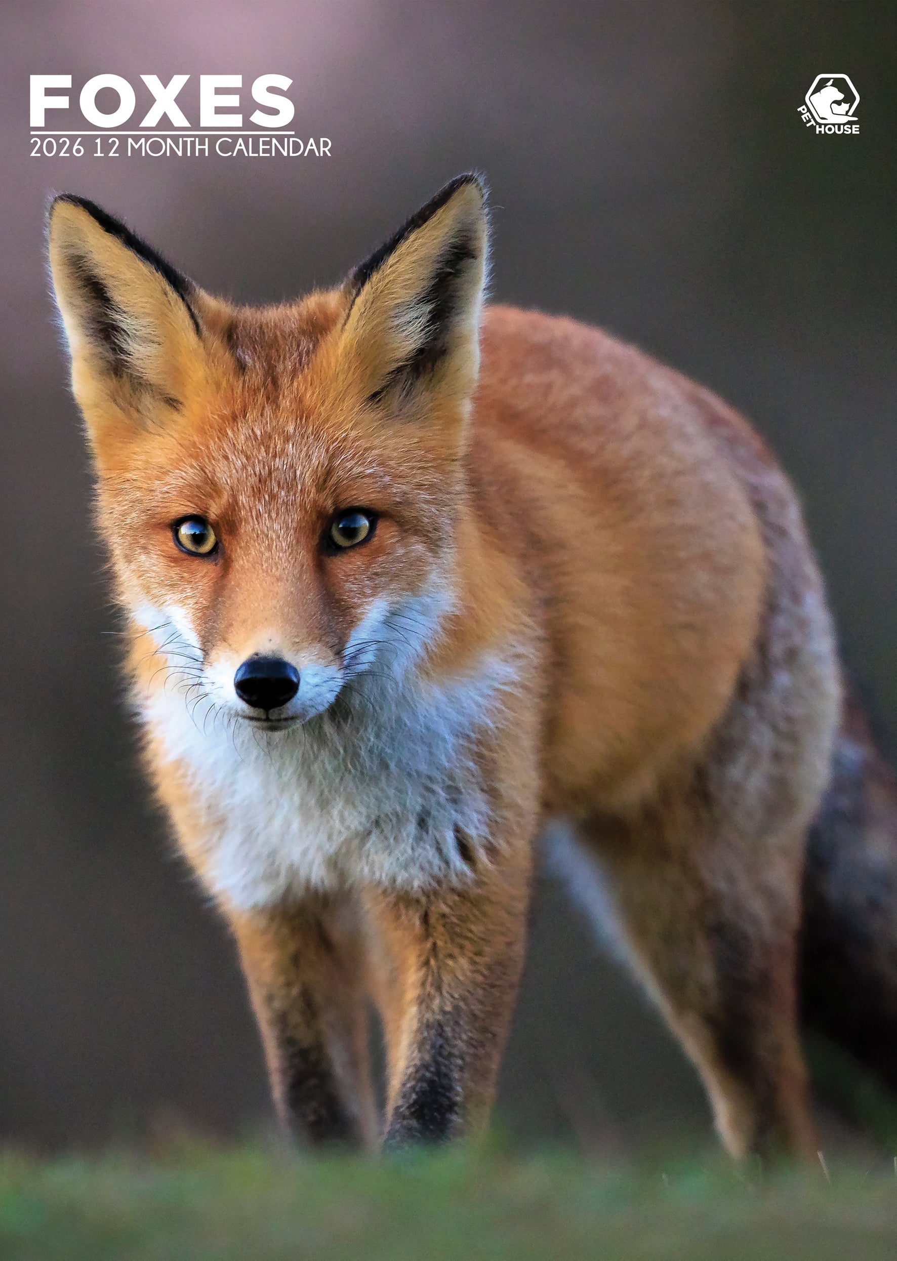 Foxes - A3 Calendar 2026 – CalendarsRus