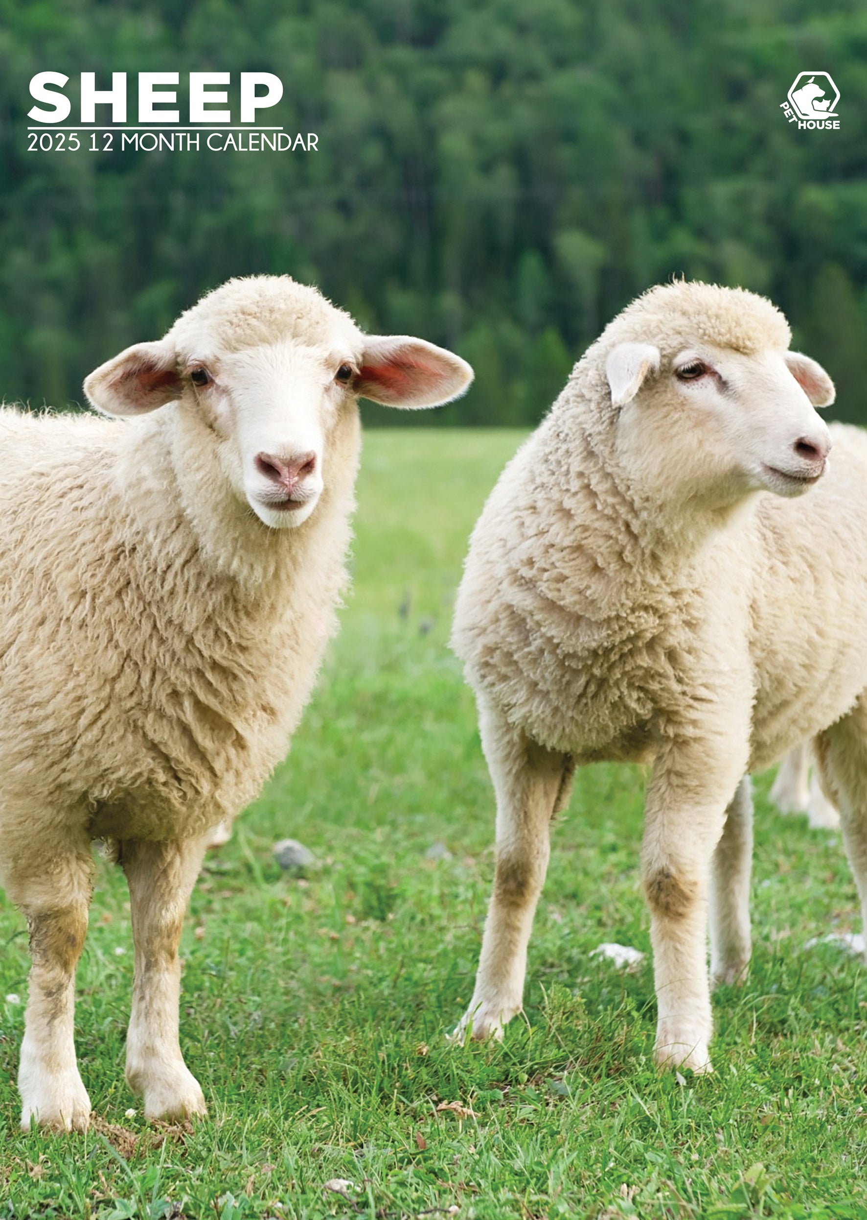 Sheep Calendar 2025 – CalendarsRus