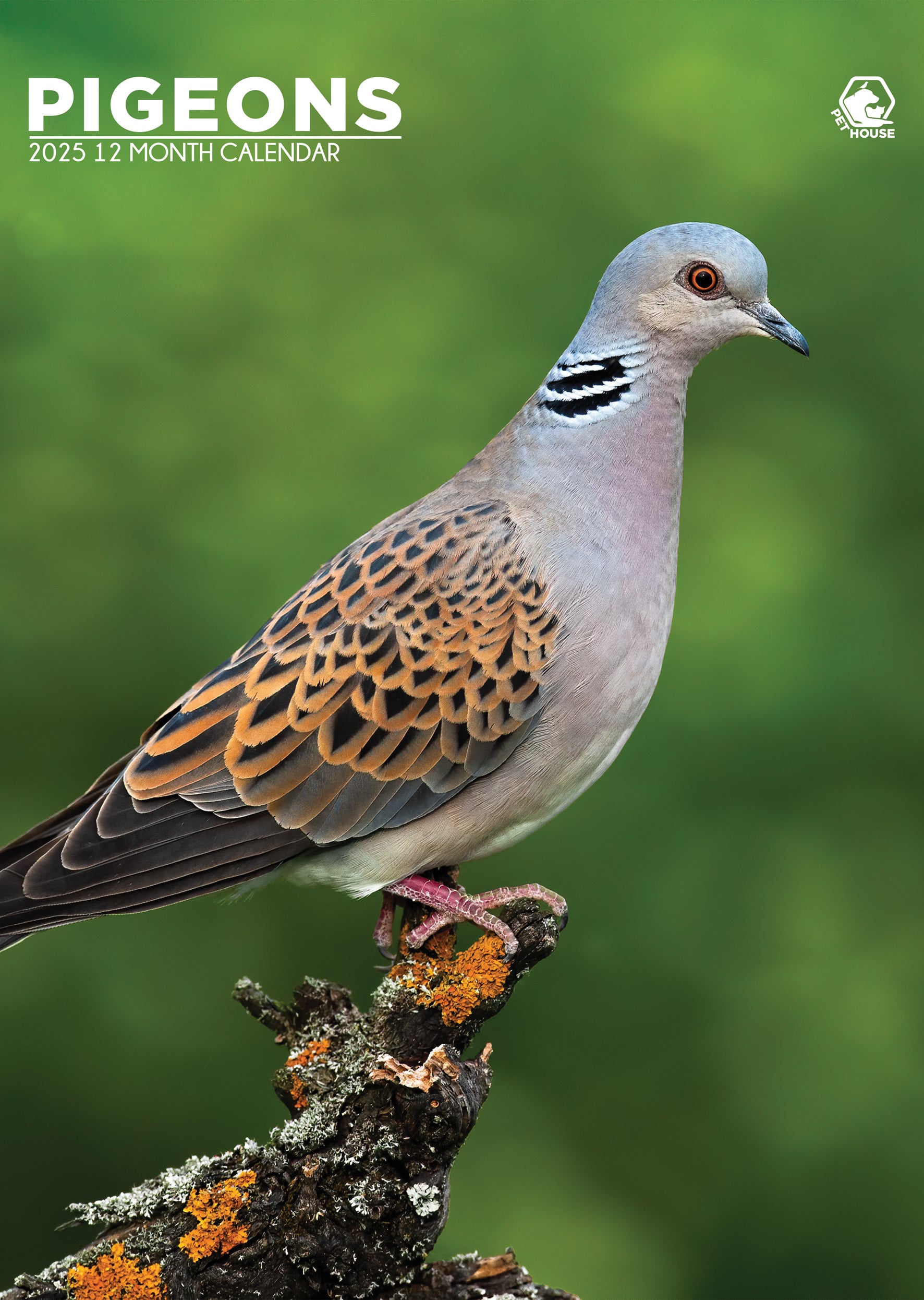 Pigeons Calendar 2025 – CalendarsRus