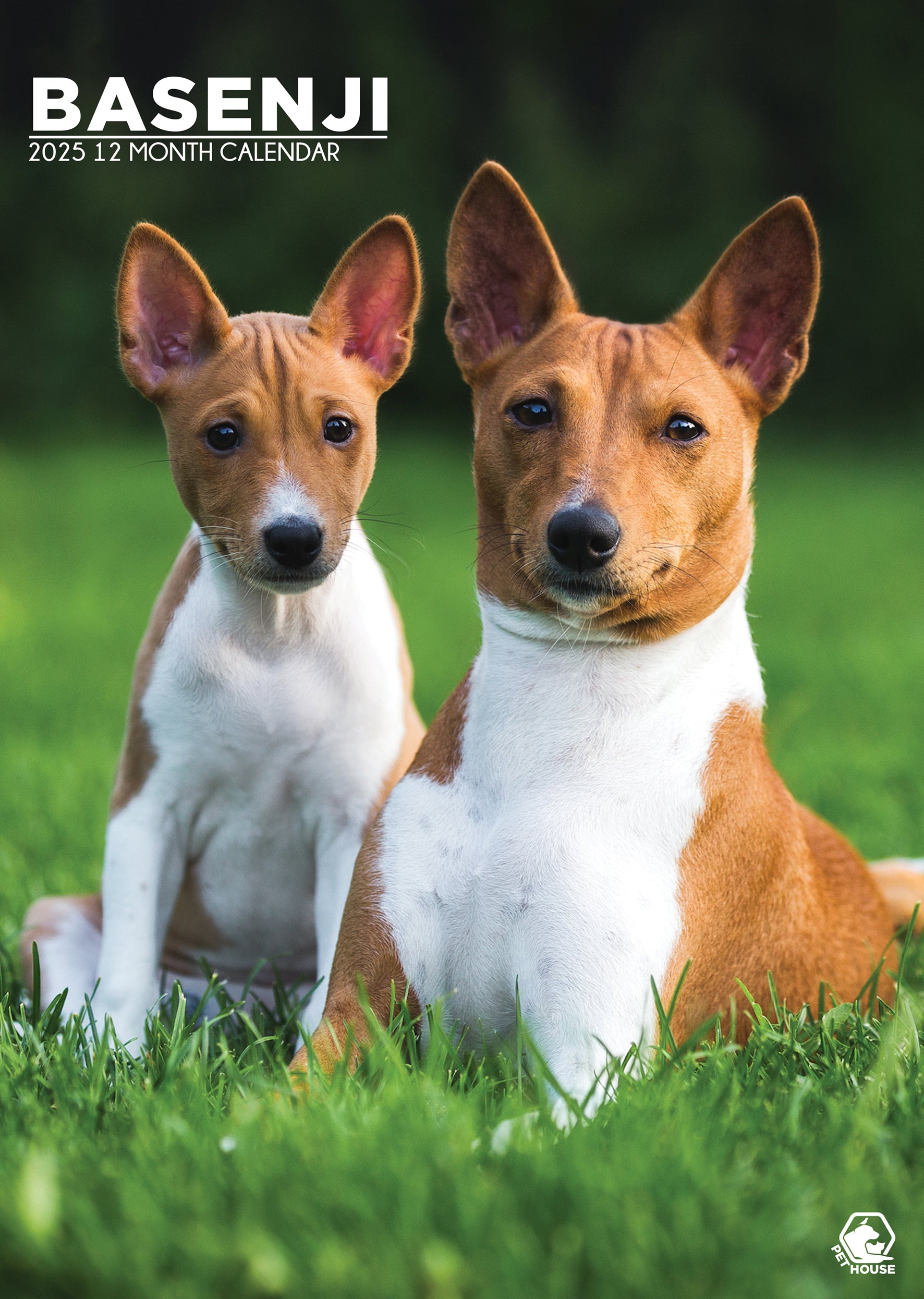 Basenji Calendar 2025 – CalendarsRus