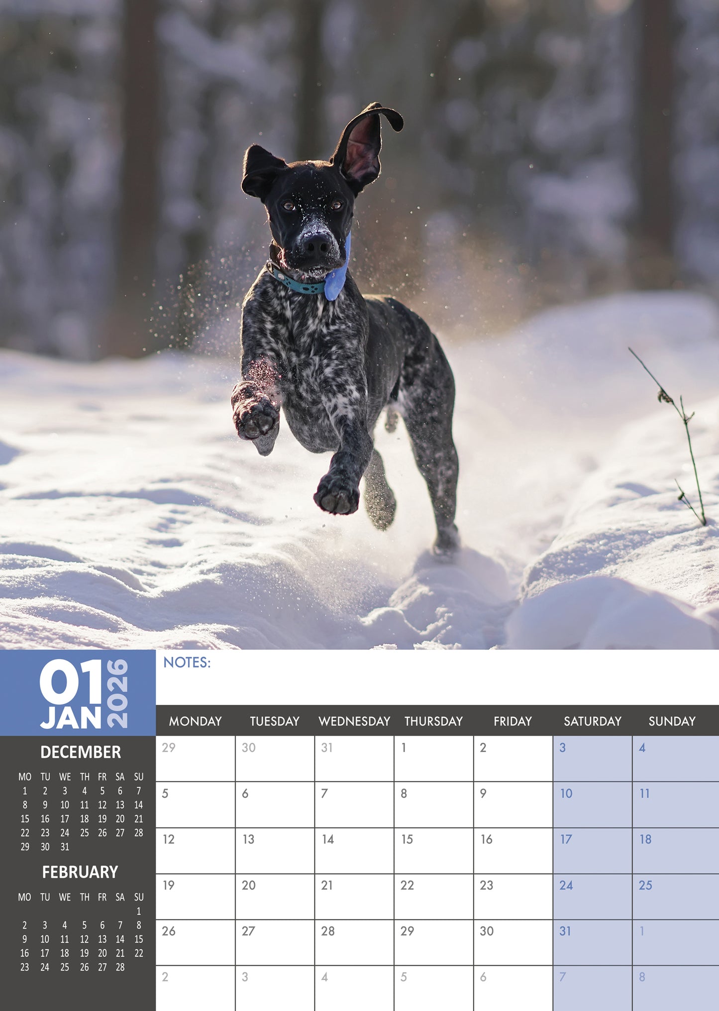 German Short Haired Pointer - A3 Calendar 2026 – CalendarsRus