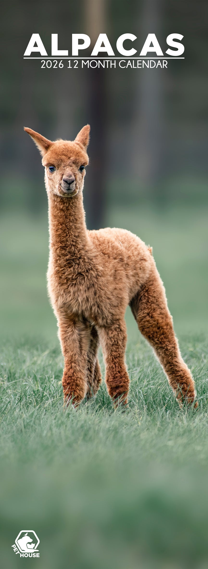 Alpacas - Slim Calendar 2026 – CalendarsRus