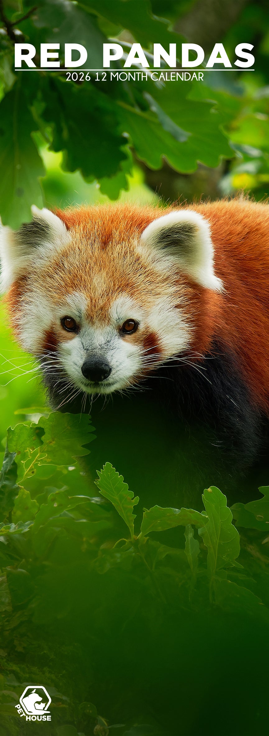 Red Panda - Slim Calendar 2026 – CalendarsRus