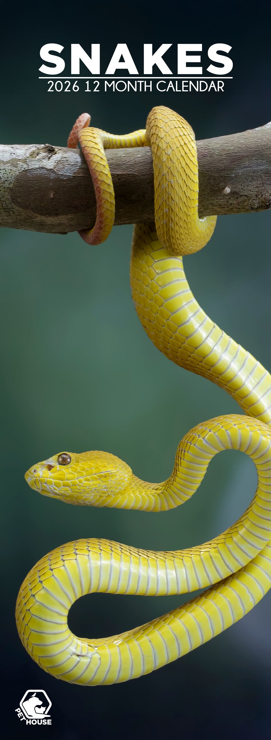 Snakes - Slim Calendar 2026 – CalendarsRus