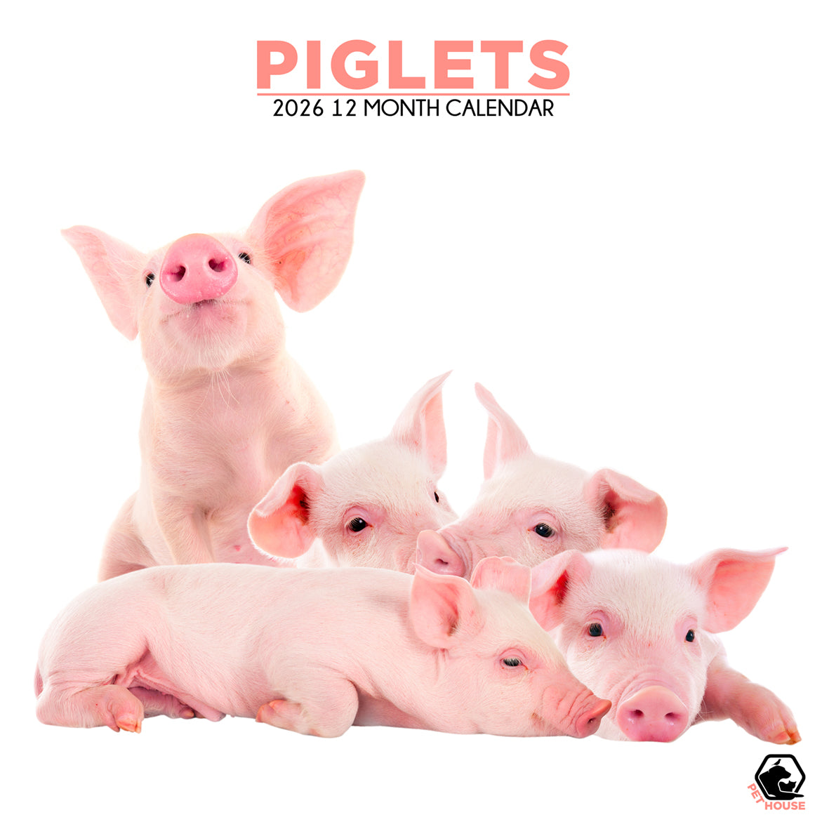 Piglets - Square Calendar 2026 – CalendarsRus